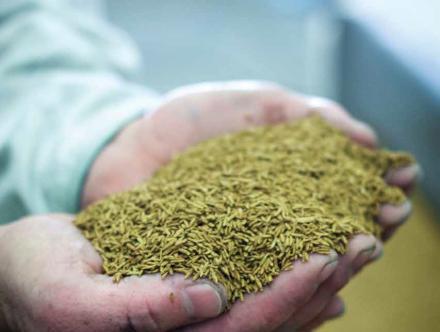 Coating Seed Offers Many Options | Smith Seed Services