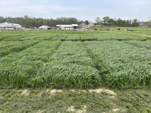 Dexter Tetraploid Annual Ryegrass | Smith Seed Services