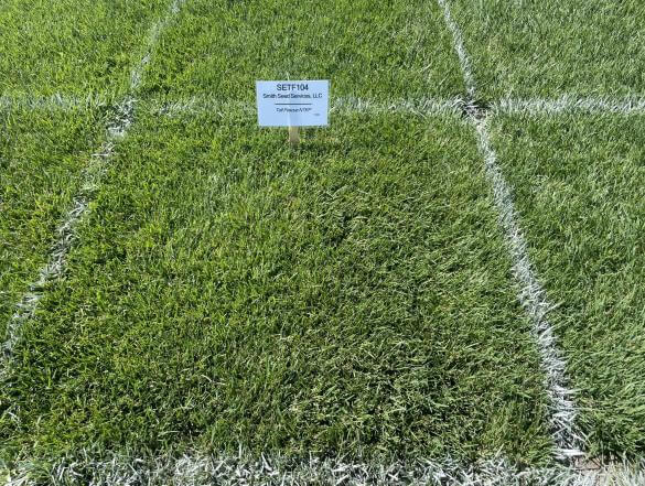 Fairfield Turf-Type Tall Fescue | Smith Seed Services