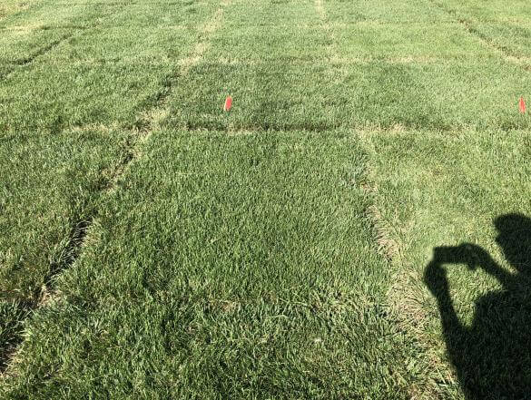 Galactic Turf-Type Tall Fescue | Smith Seed Services